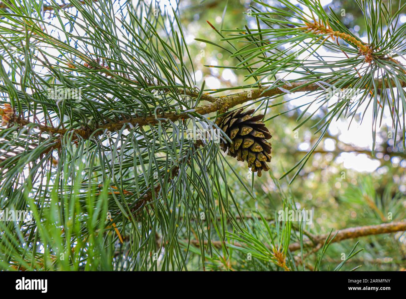 A fur tree hi-res stock photography and images - Alamy