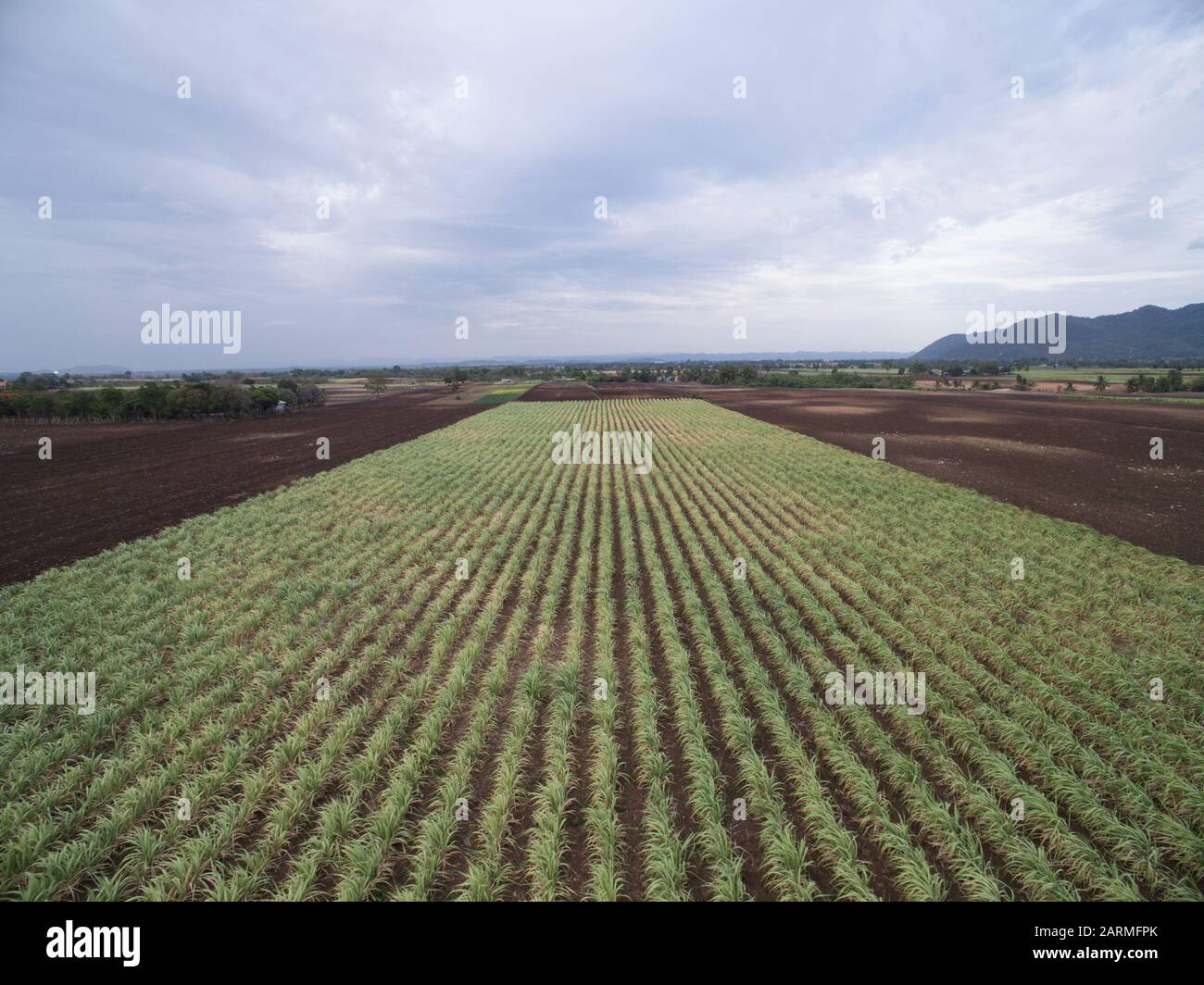 Aerial of sugar cane field in Thailand Stock Photo - Alamy