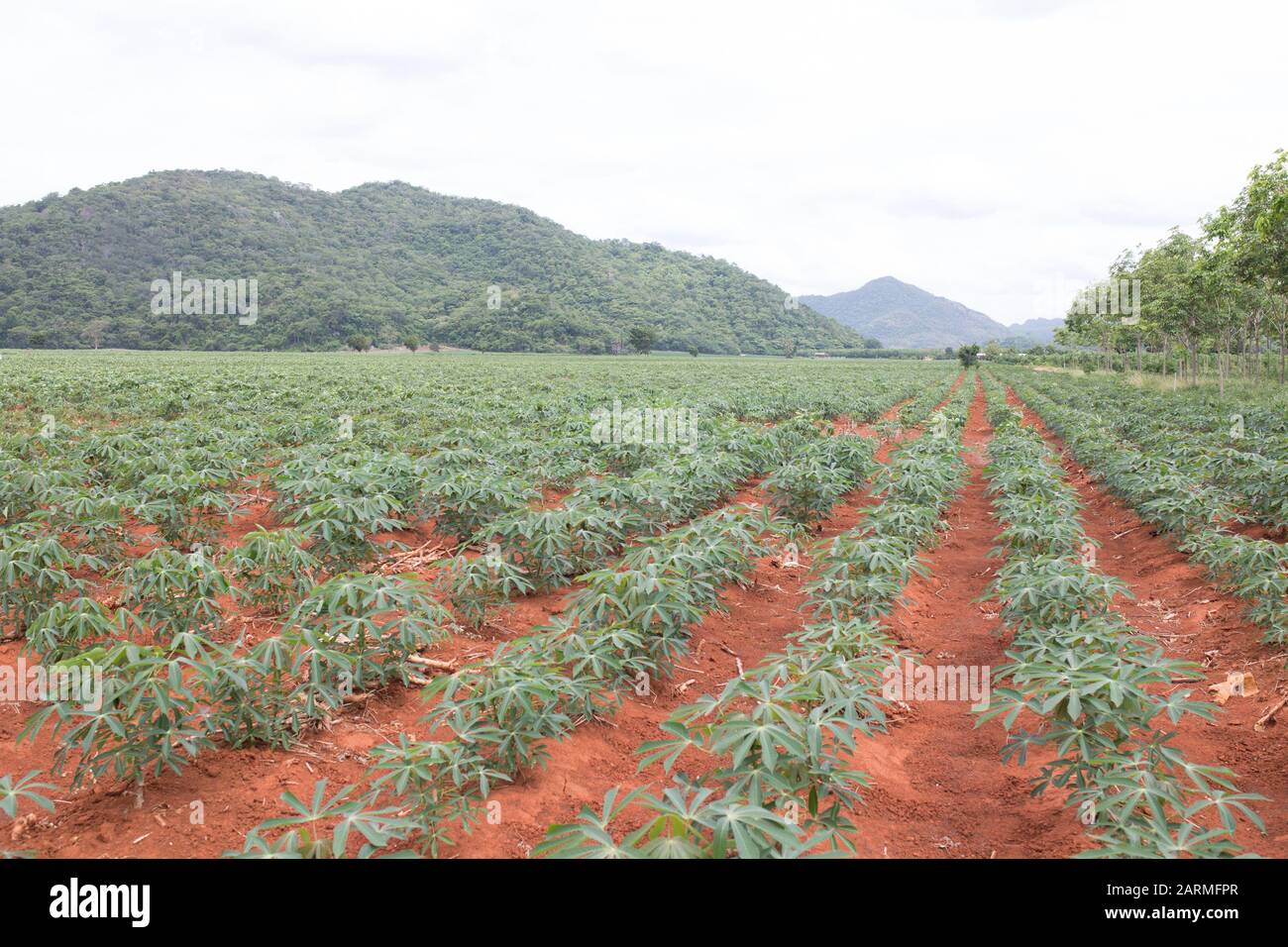 Cassava field rows hi-res stock photography and images - Alamy