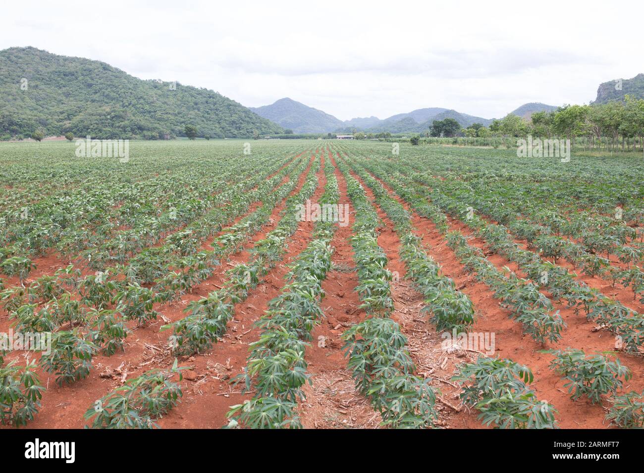 Rows of young cassava plant in countryside farmland in Thailand Stock ...