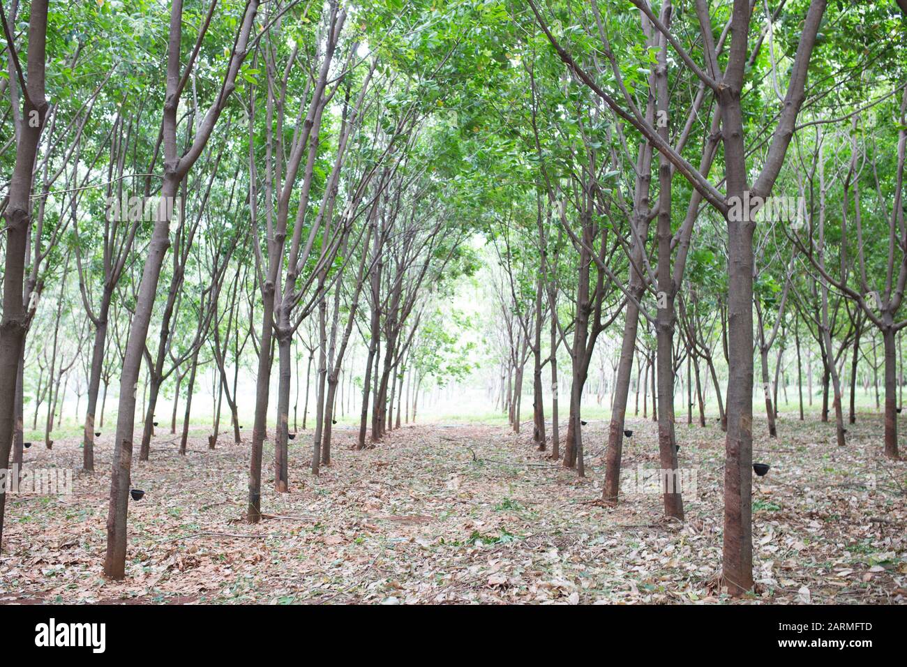Rubber trees cultivated in rows of rubber trees plantation agriculture ...
