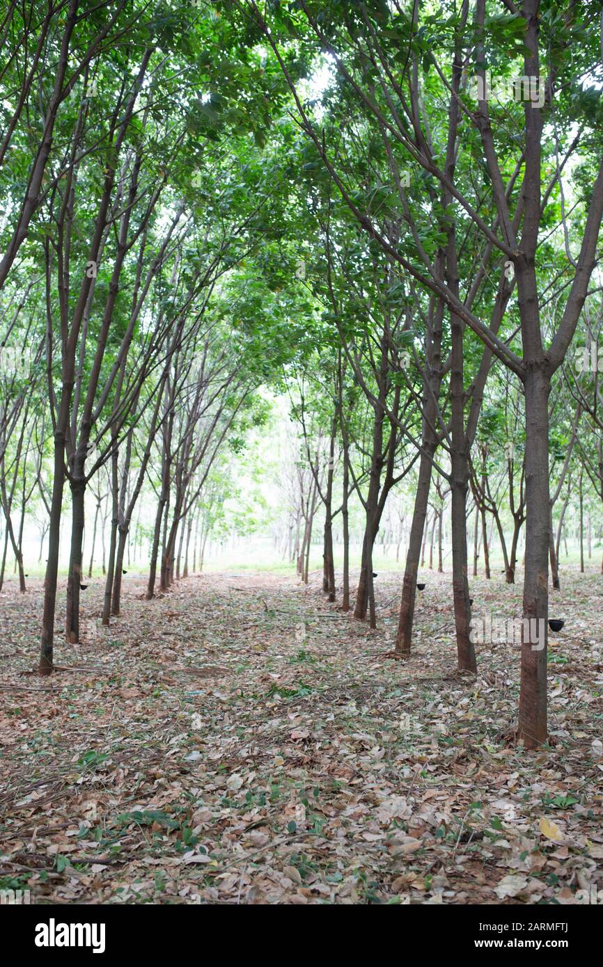 Rubber trees cultivated in rows of rubber trees in plantation ...