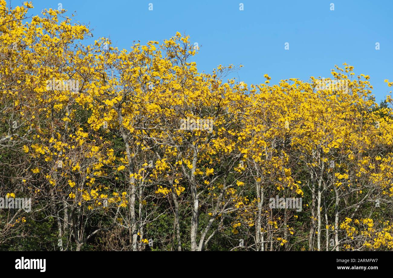Tabebuia trees, popularly known as ipê, is the most common neotropical ...