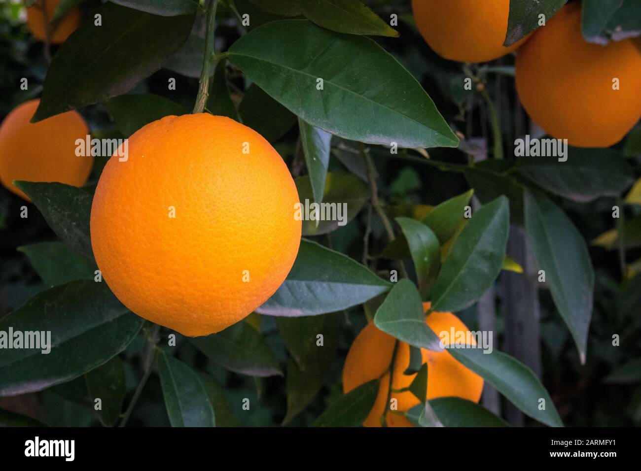 Oranges Growing on Tree in California Stock Photo - Alamy