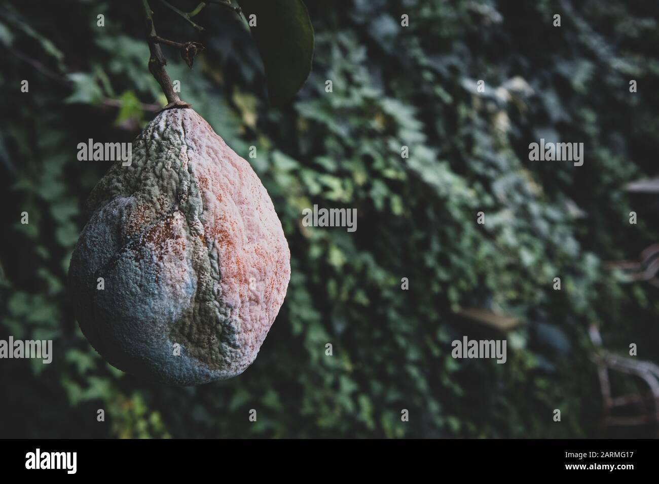 Rotten oranges hi-res stock photography and images - Alamy