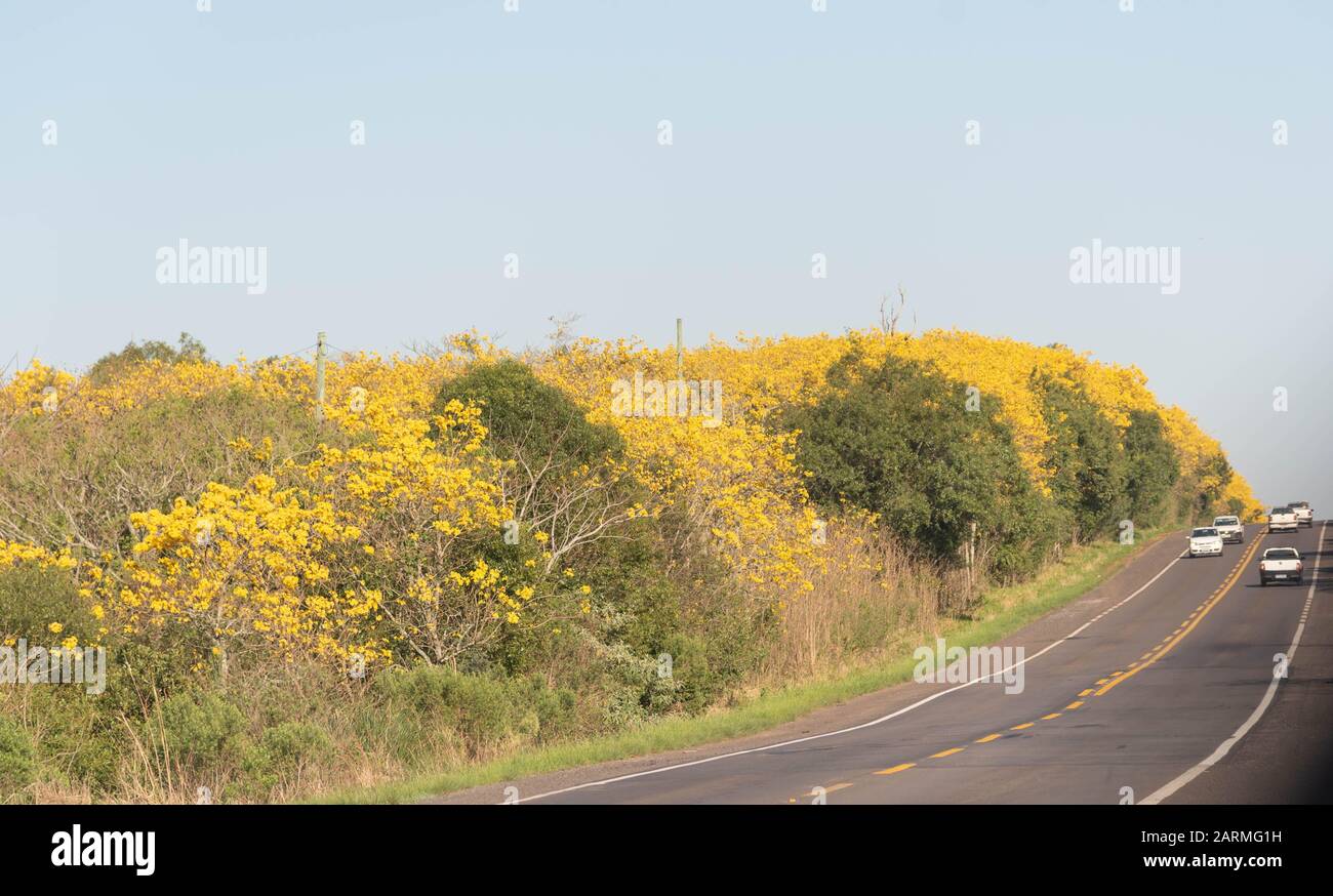 Tabebuia trees, popularly known as ipê, is the most common neotropical ...