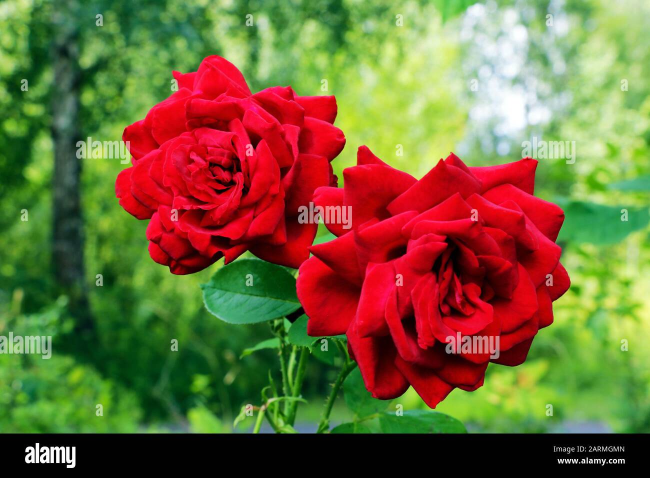 Red Roses on a bush in a garden. Nature Stock Photo - Alamy