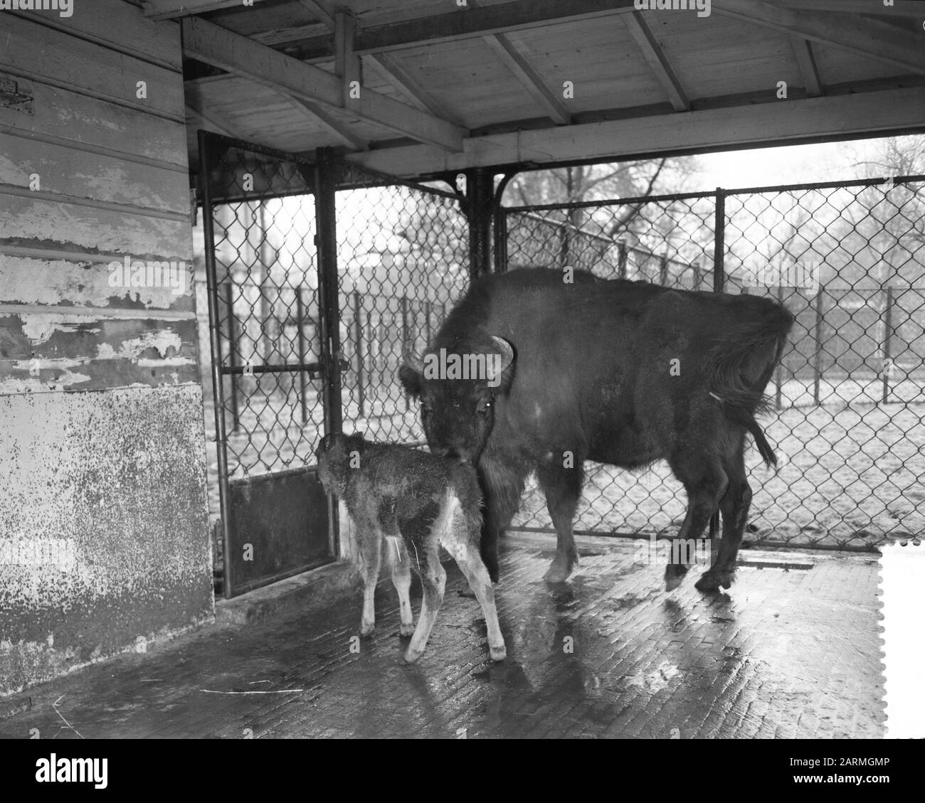 Artis born hi-res stock photography and images - Alamy