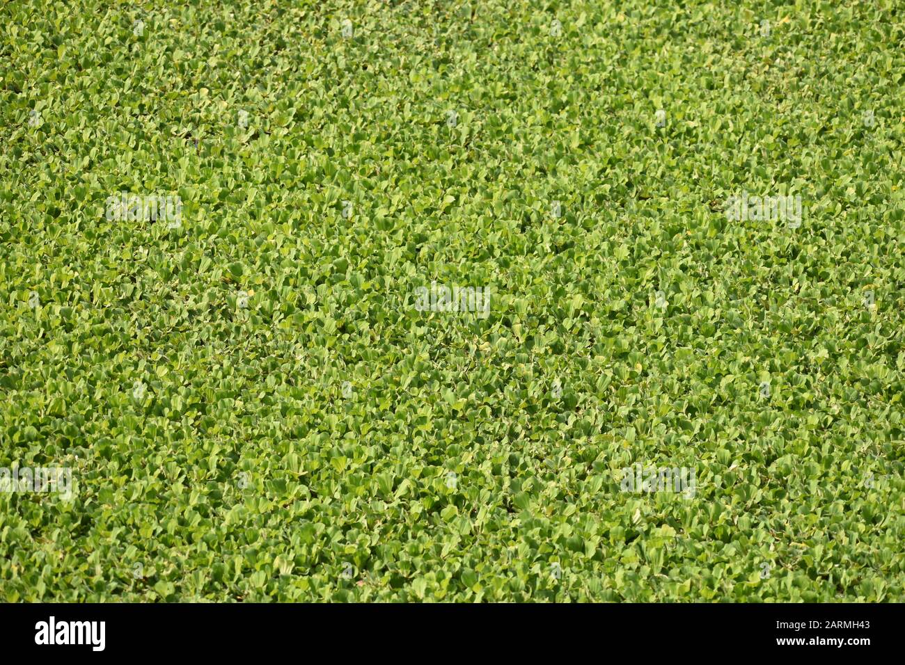Salvinia natans hi-res stock photography and images - Alamy