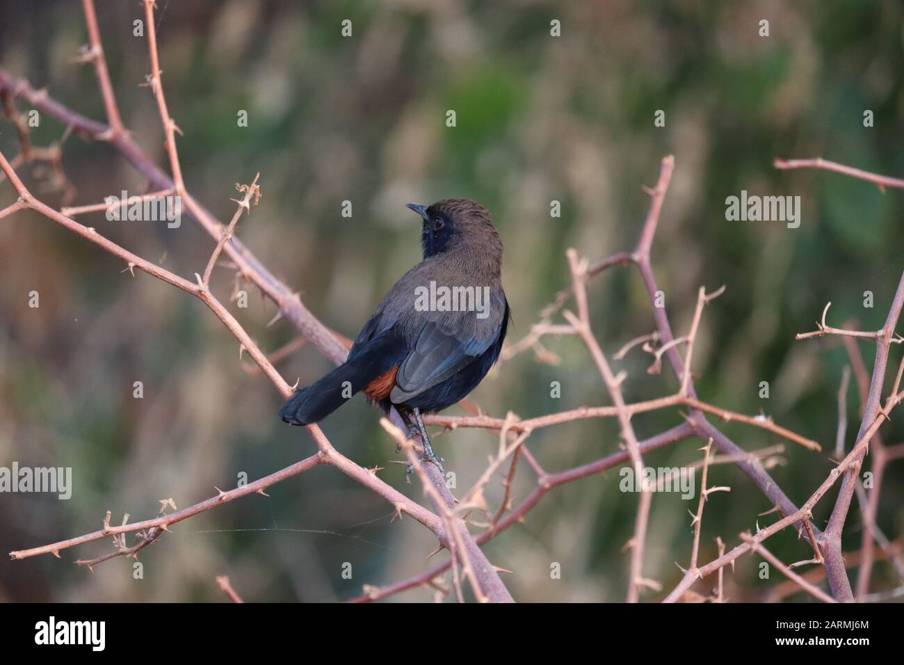 Cute little black bird in autumn nature background. Common black bird ...