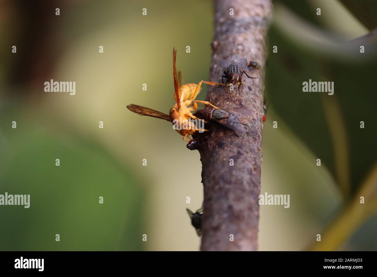 Very large wasp nest in nature hi-res stock photography and images - Alamy