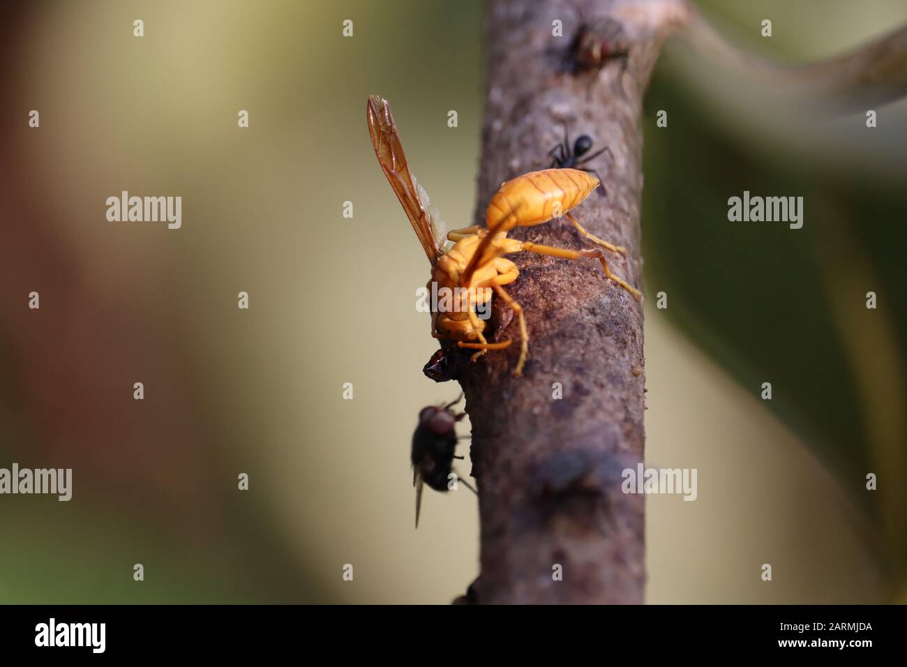 micro shot of orange wasp in nature with bee , jaipur Stock Photo - Alamy