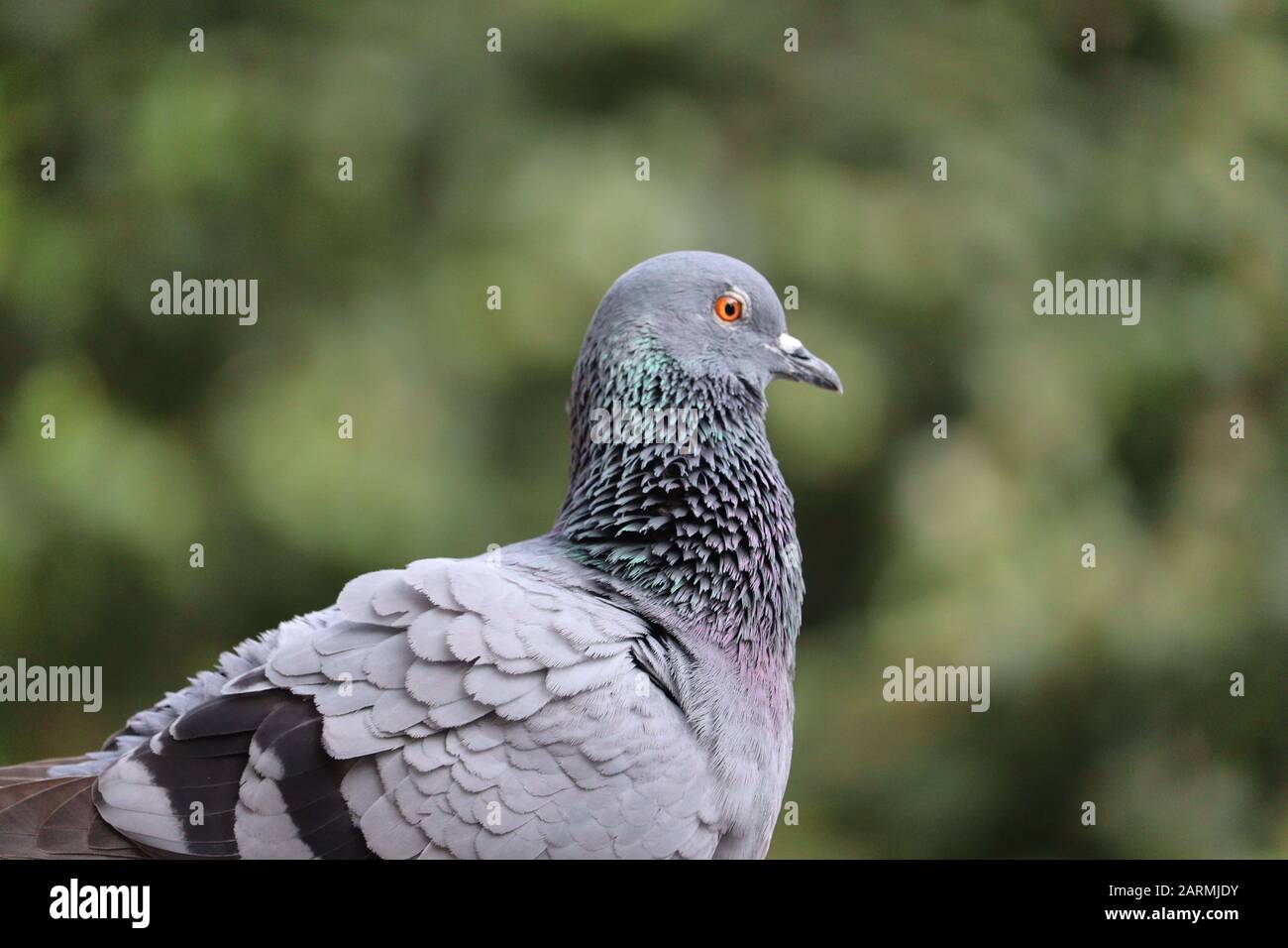 side view shot of blue pigeon in nature ,Dove bird Stock Photo - Alamy