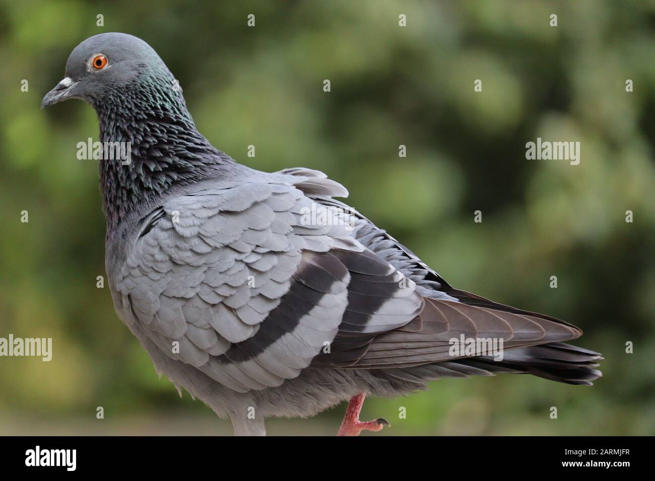 Blue pigeon hi-res stock photography and images - Alamy