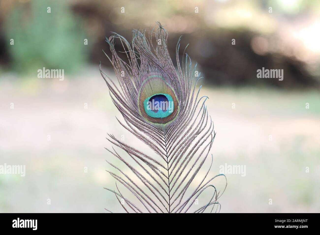 micro shot of peacock feather in nature with blur background Stock ...