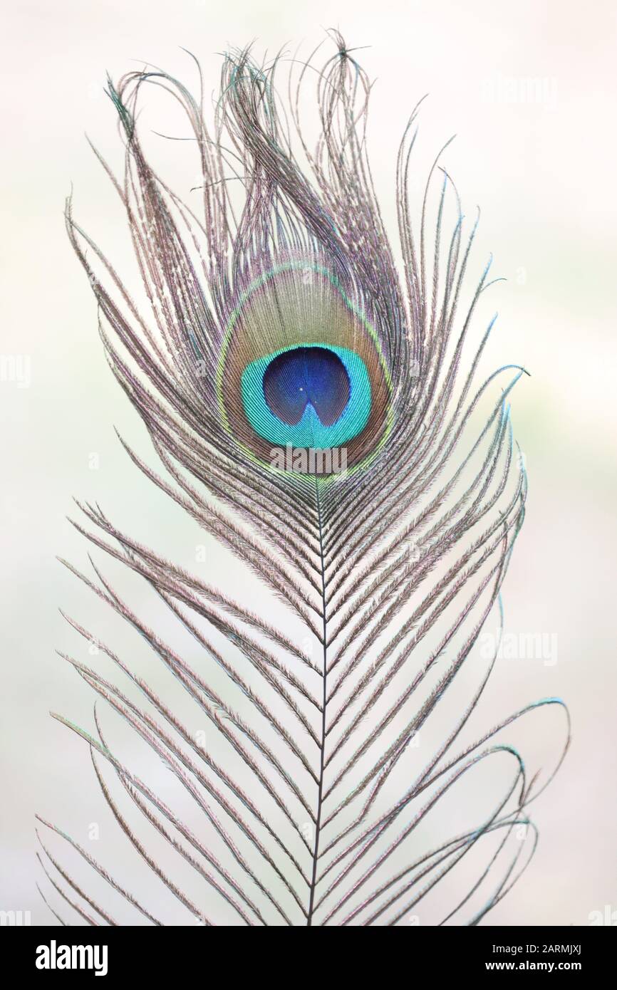 side view of birds feathers with blurry white background Stock Photo ...