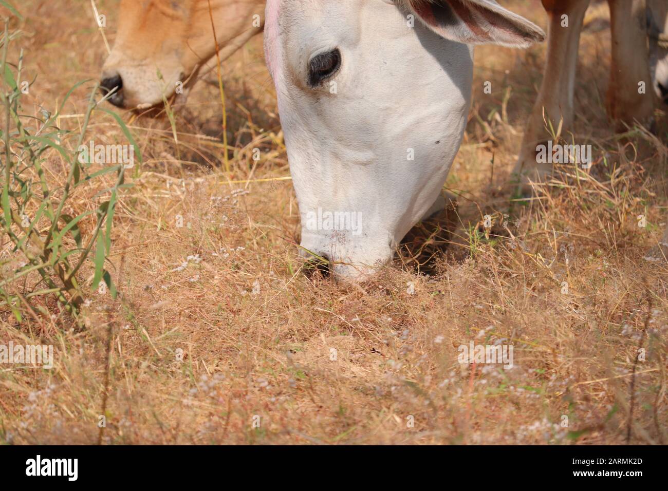 close up shot of indian cow in nature animals eye and face Stock Photo ...