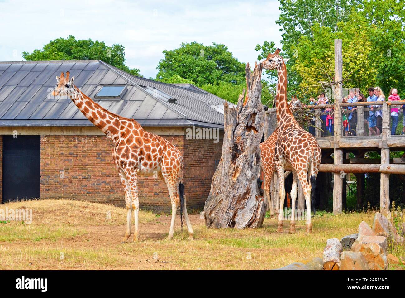 Wooden giraffes hi-res stock photography and images - Alamy