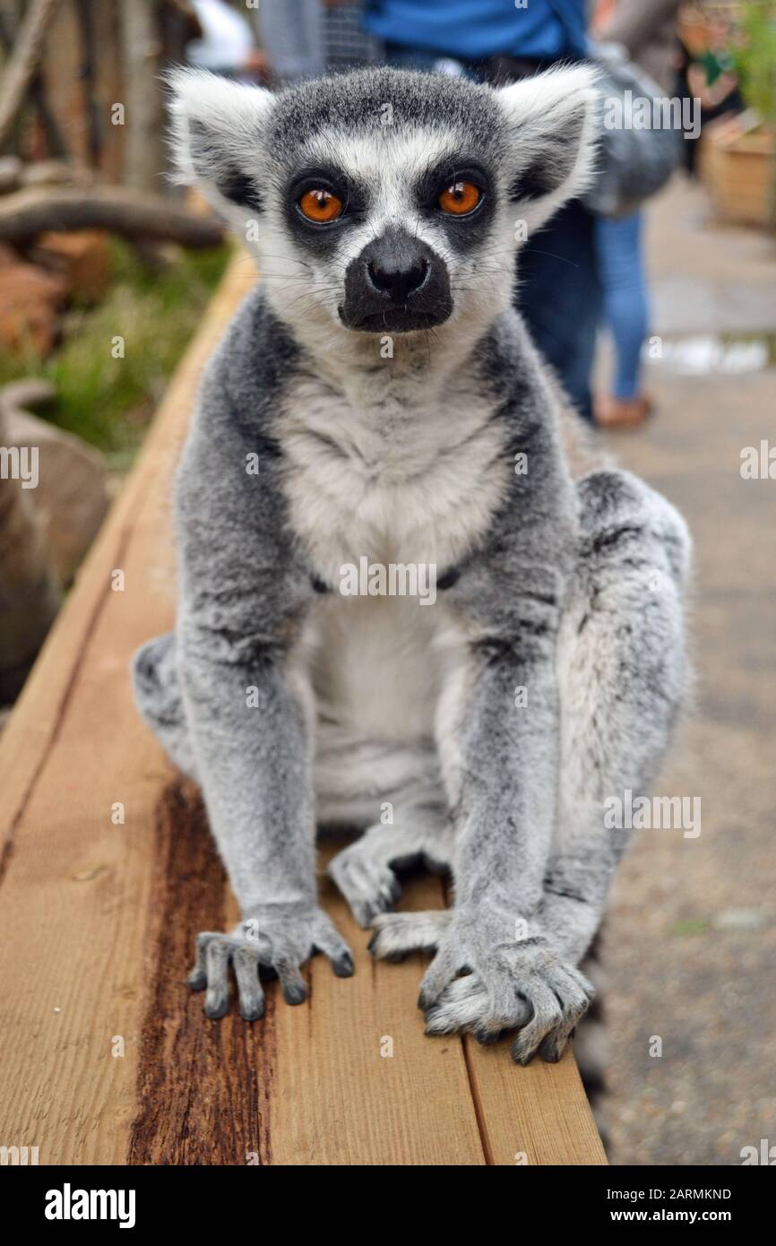 Lemur feet hi-res stock photography and images - Alamy