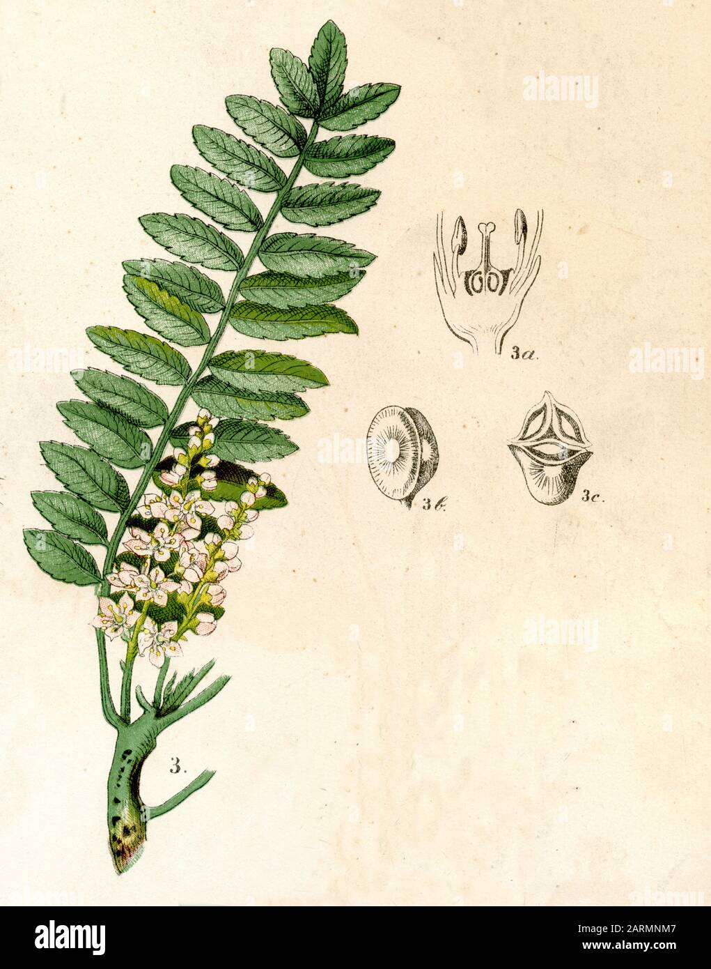 Boswellia serrata hi-res stock photography and images - Alamy