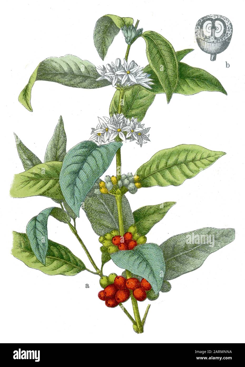 Arabica Coffee Tree Illustration