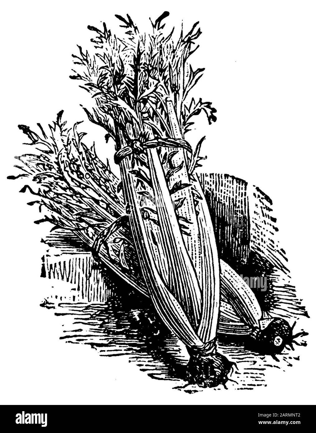 Cardoon illustration hi-res stock photography and images - Alamy