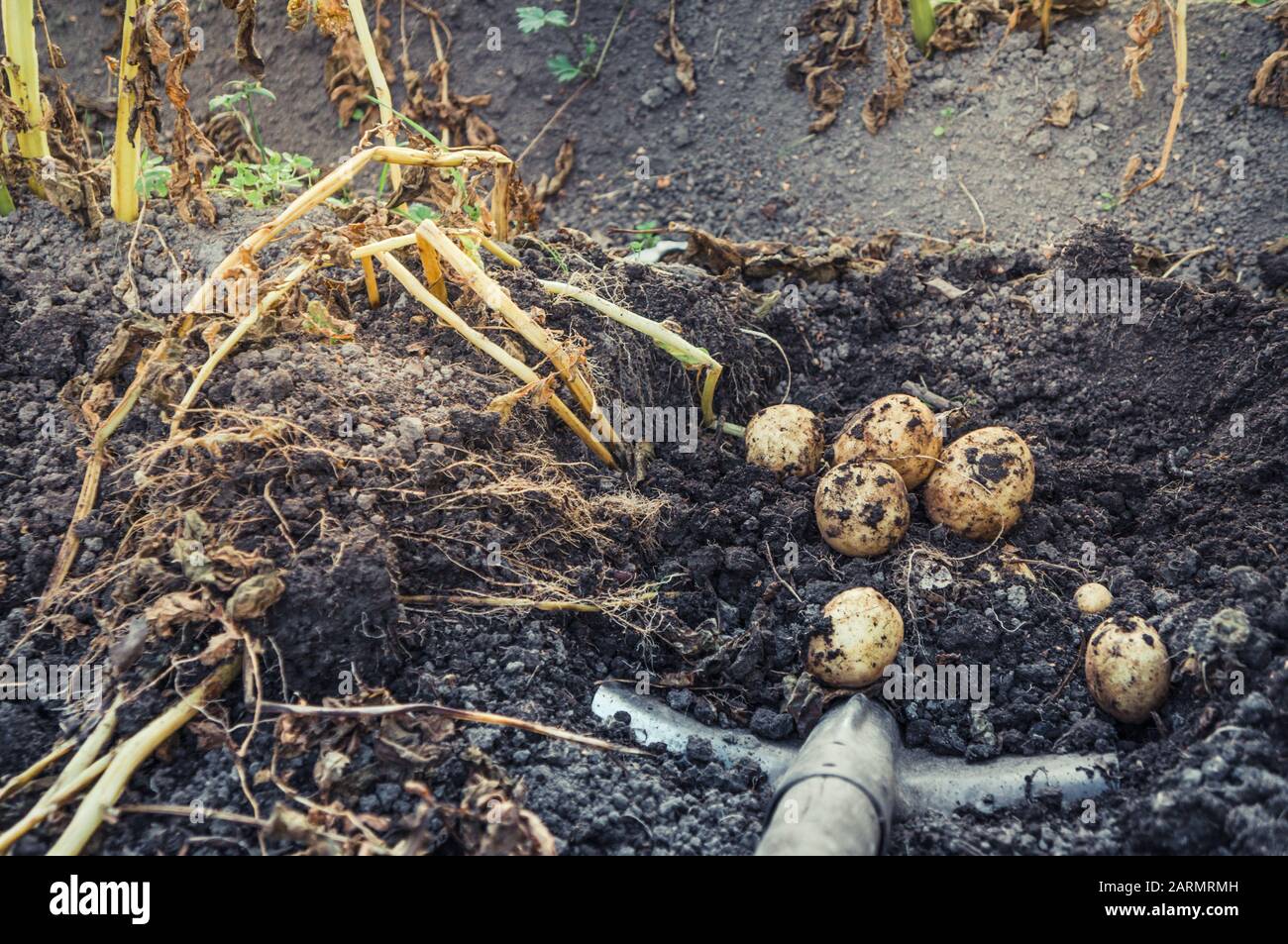 Digging up bunch of raw fresh potatoes from soil with a shovel Stock ...