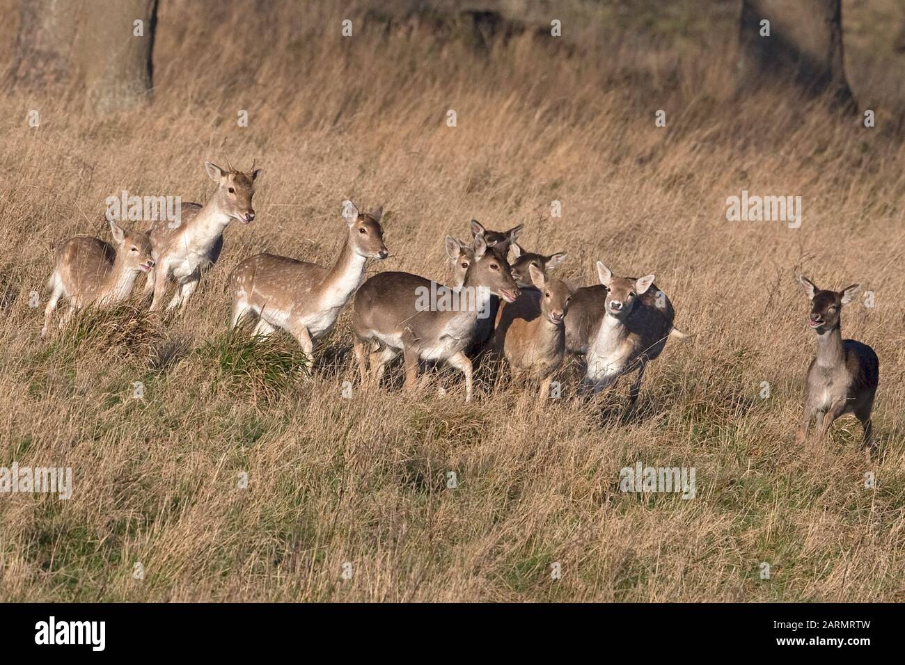 Fallow Deer (Dama dama Stock Photo - Alamy