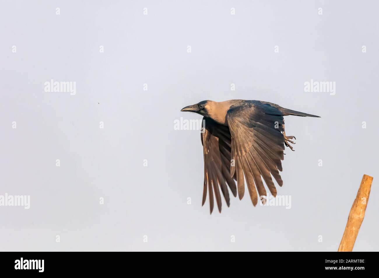 Raven taking off flying hi-res stock photography and images - Alamy