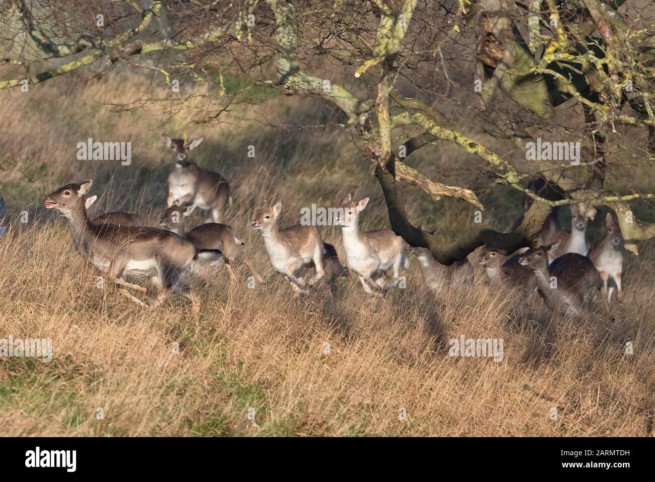 Fallow Deer (Dama dama Stock Photo - Alamy