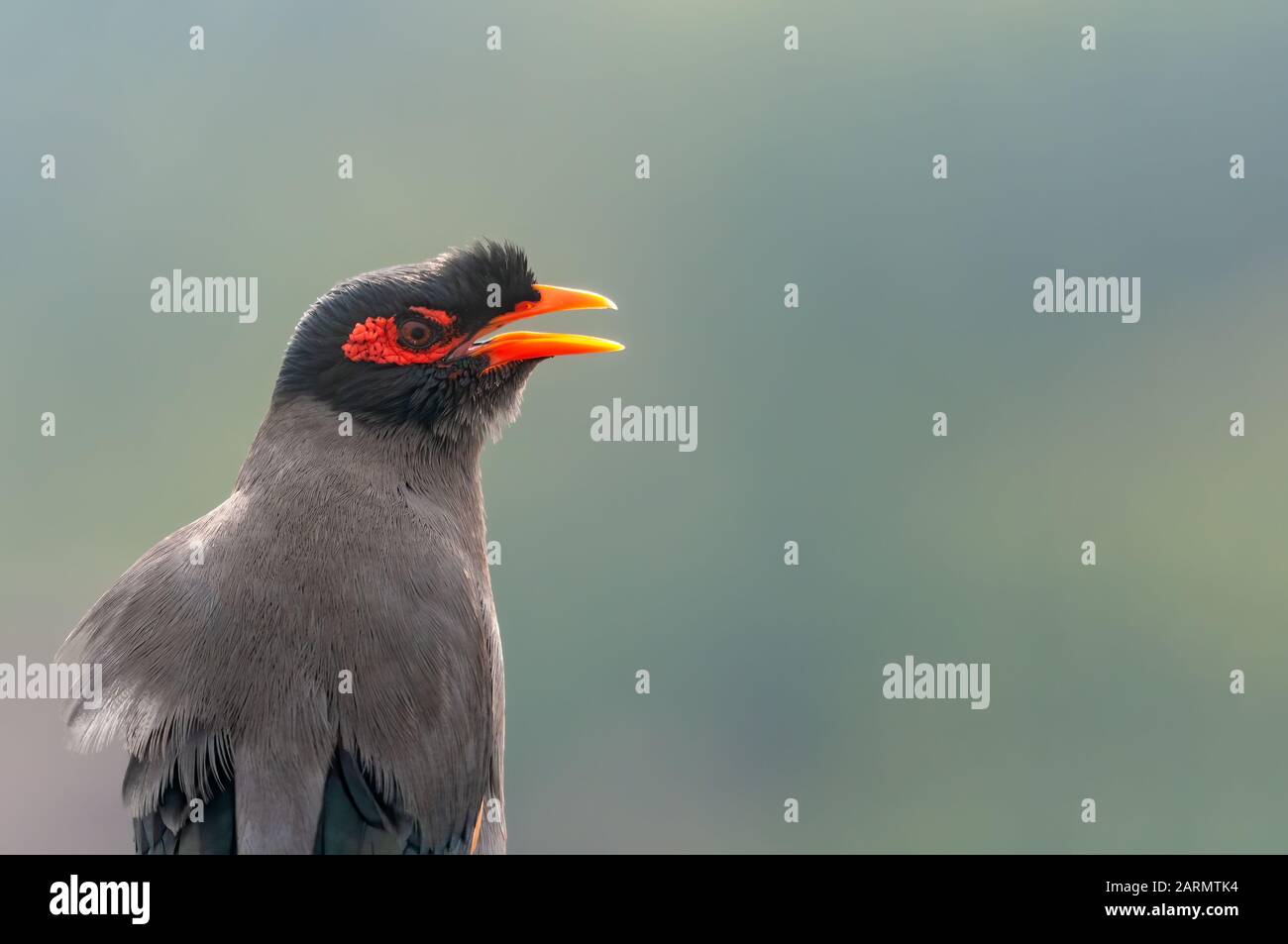 Myna closeup hi-res stock photography and images - Alamy