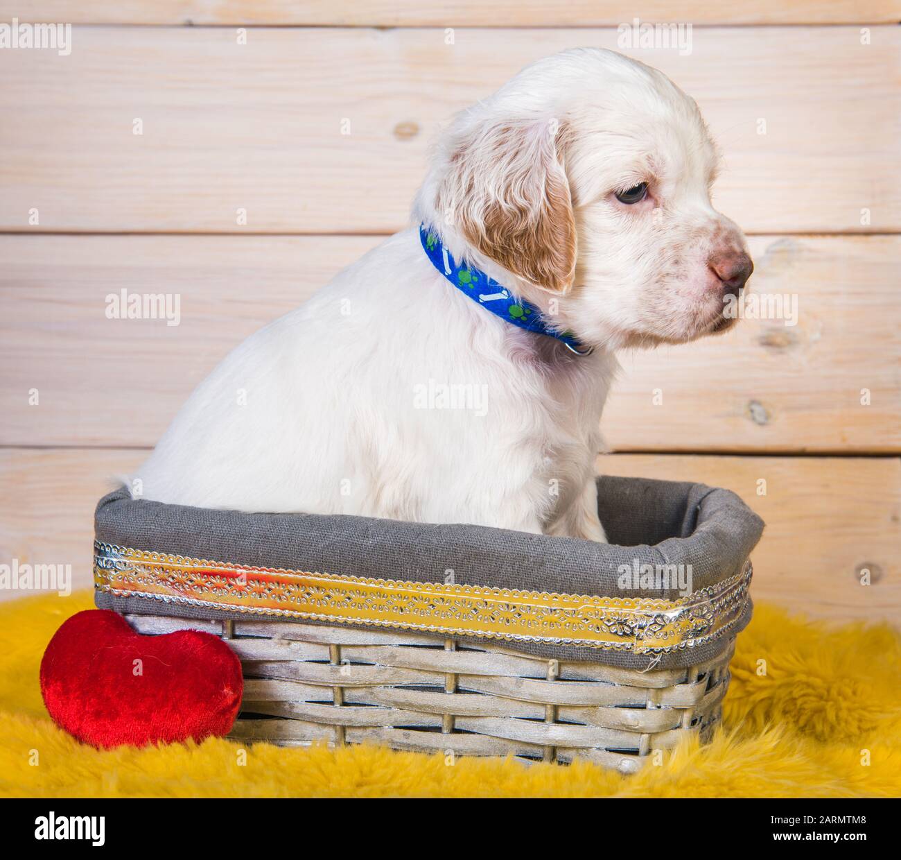 Cute English Setter puppy dog in a wood basket Stock Photo - Alamy