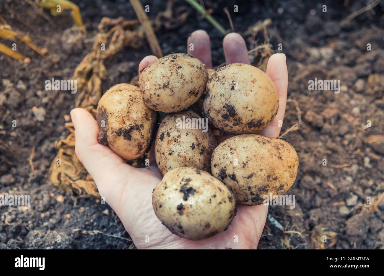 Holding bunch of raw freshly dug up potatoes in female hand Stock Photo ...