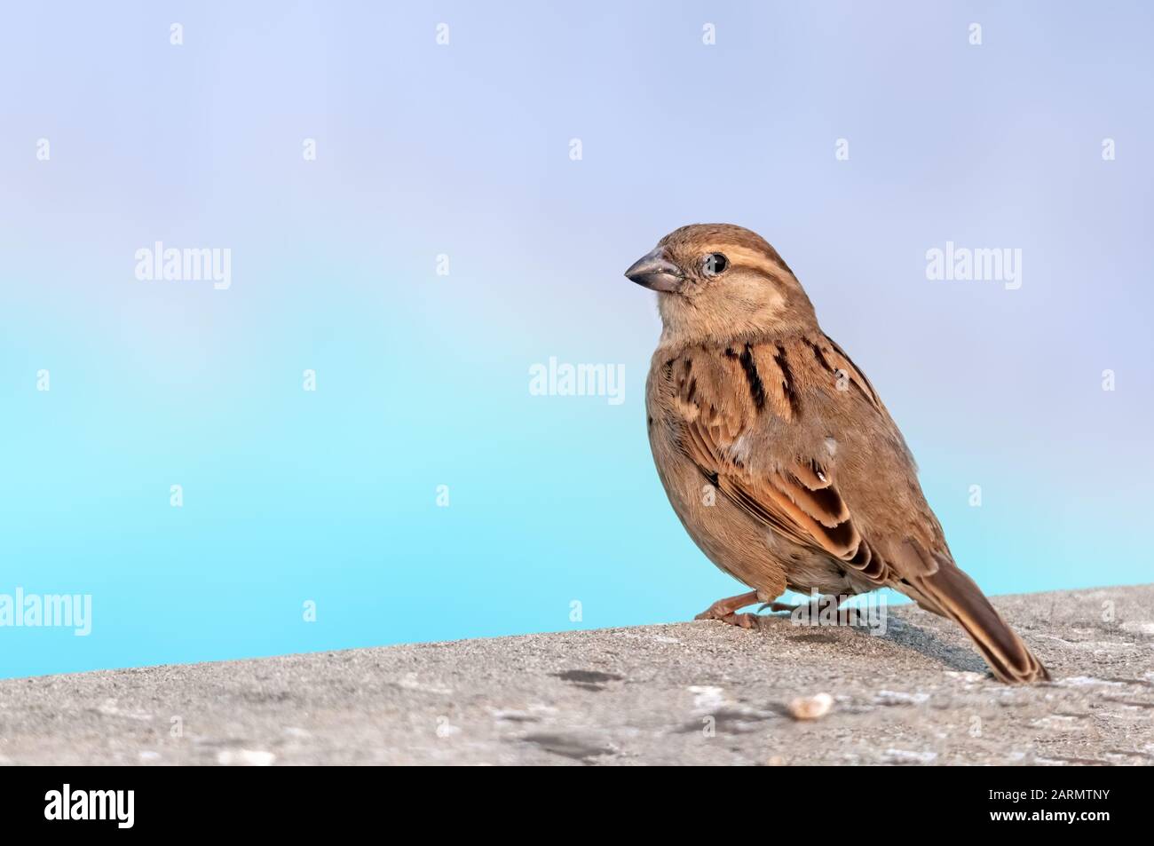Female sparrow closeup hi-res stock photography and images - Alamy