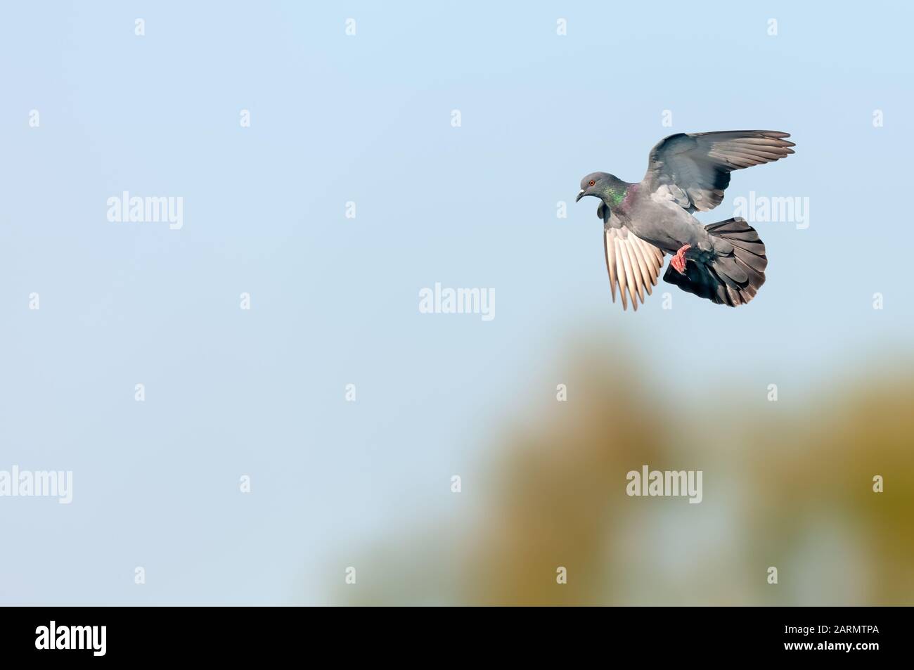Flight of pigeon hi-res stock photography and images - Alamy