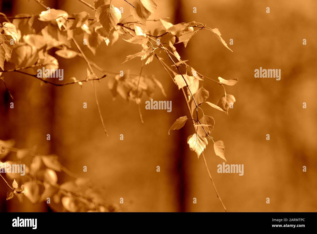 Young birch leaves lit by the sun on a spring day. Natural background ...
