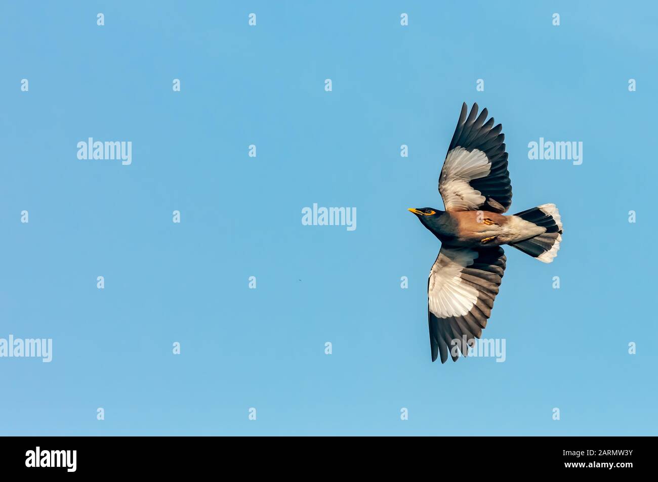 A common myna flying in blue sky Stock Photo - Alamy