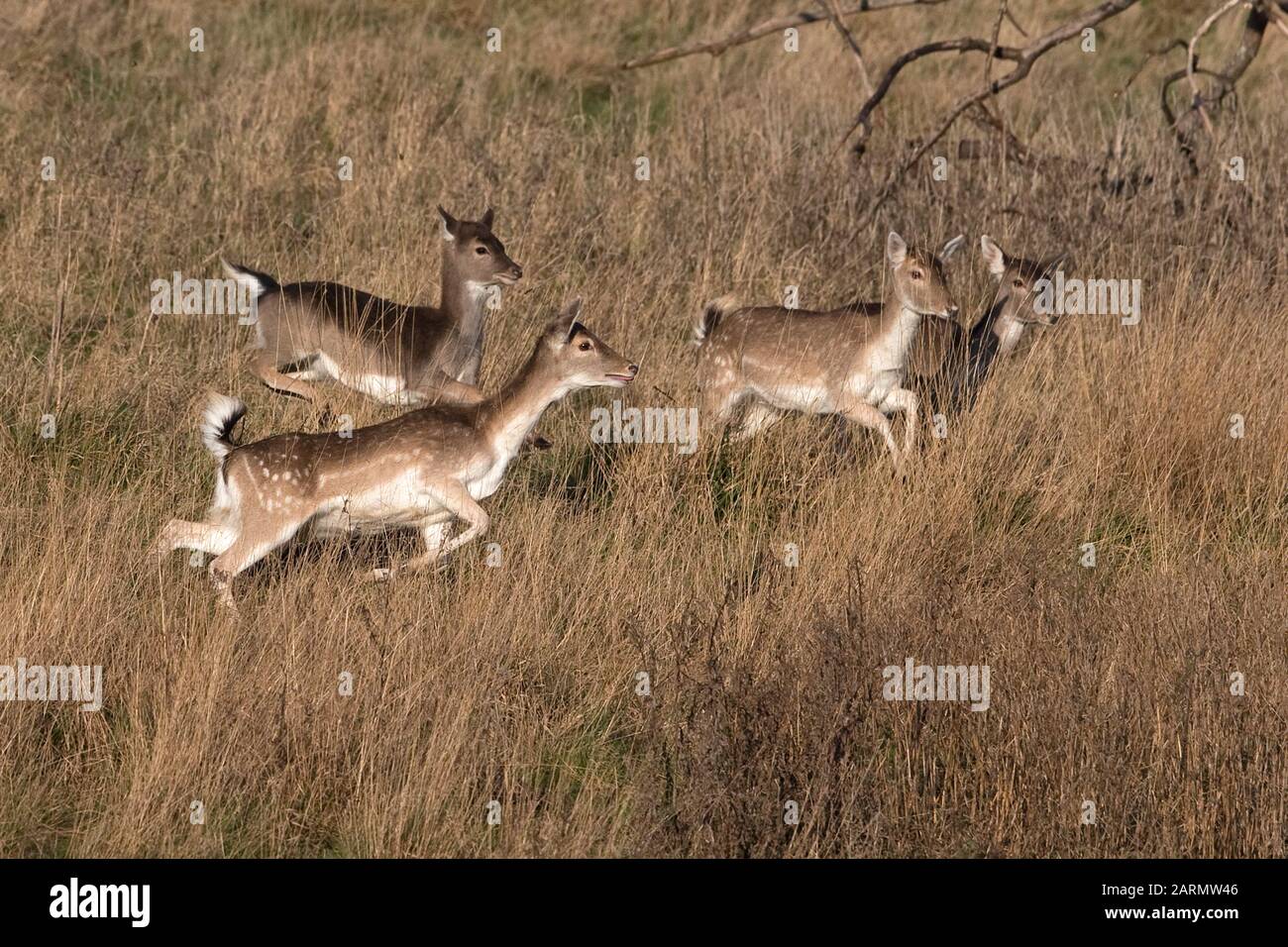 Herd fallow deer runs hi-res stock photography and images - Alamy