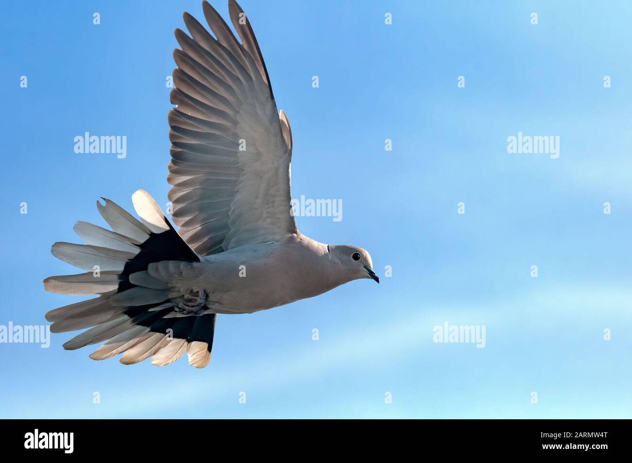 Dove flying hi-res stock photography and images - Alamy