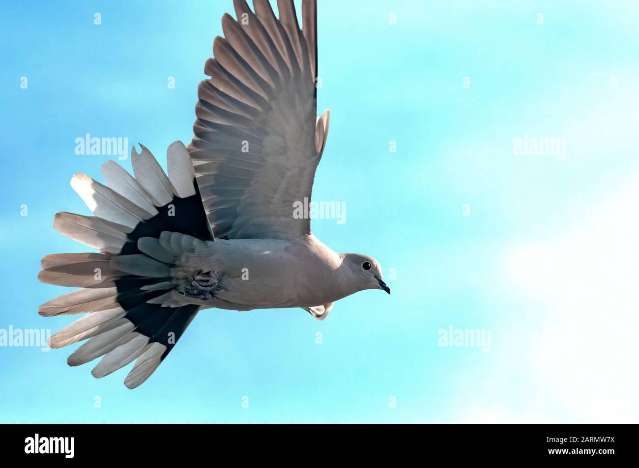 Dove flying hi-res stock photography and images - Alamy