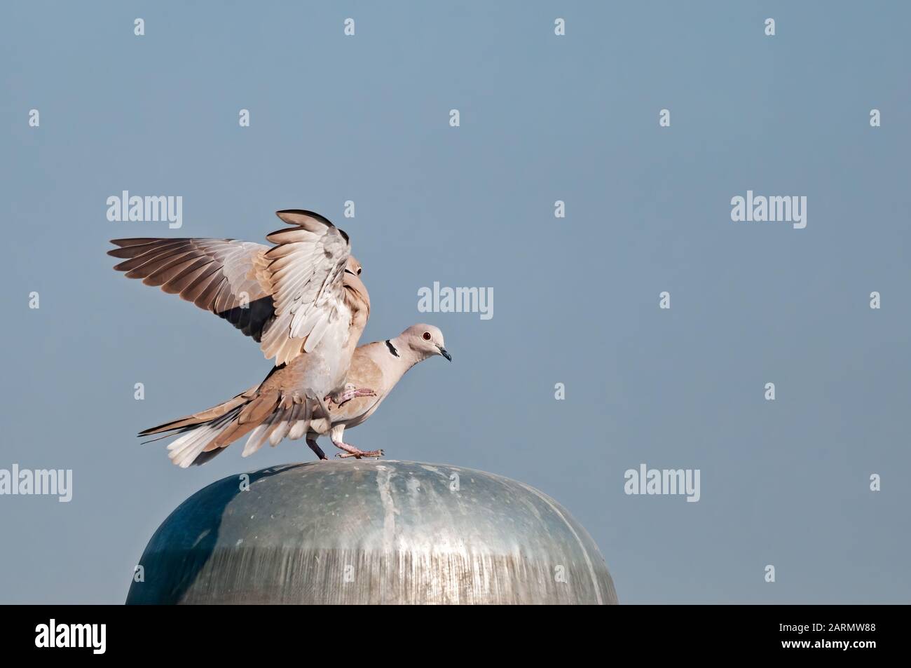 Dove flying hi-res stock photography and images - Alamy