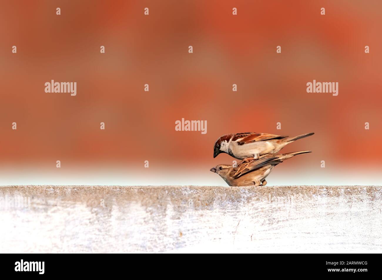 A pair of house sparrow during mating Stock Photo - Alamy
