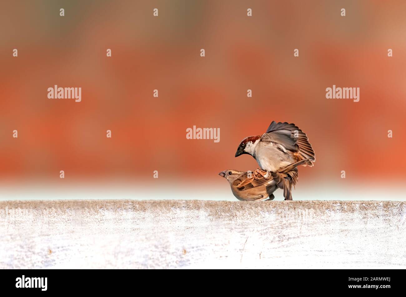 House Sparrow Mating High Resolution Stock Photography and Images - Alamy
