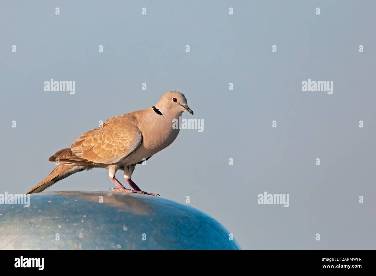 A collare dove sitting against bald sky Stock Photo - Alamy