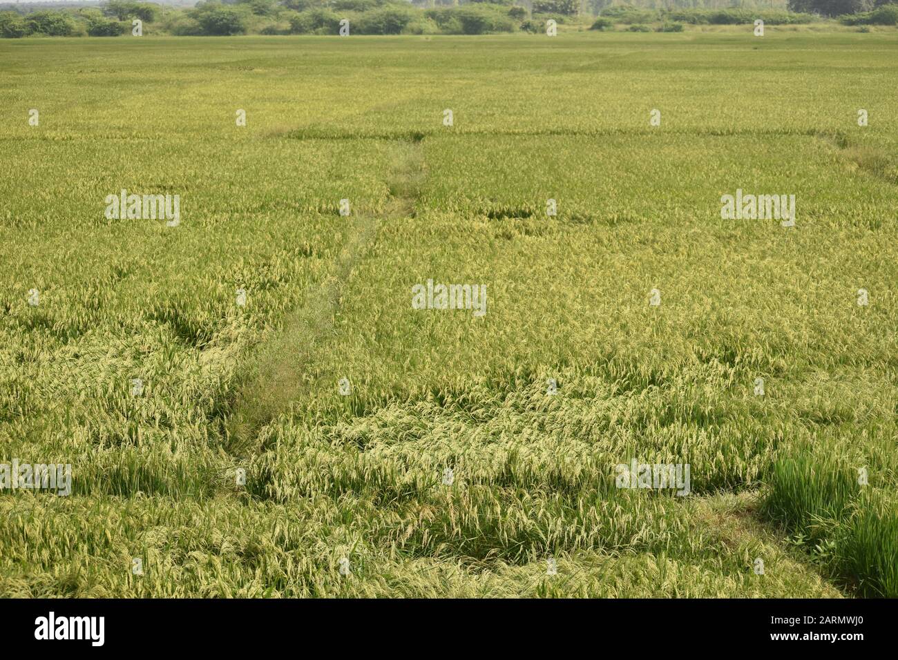 Bunch rice crop in paddy hi-res stock photography and images - Alamy