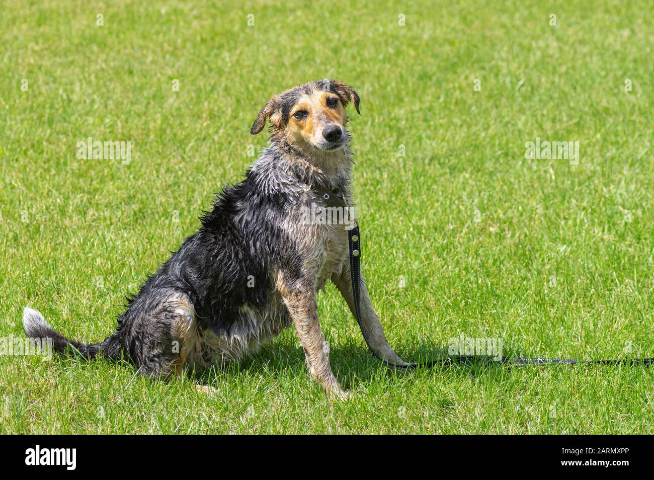 Portrait profile mixed breed black hi-res stock photography and images ...