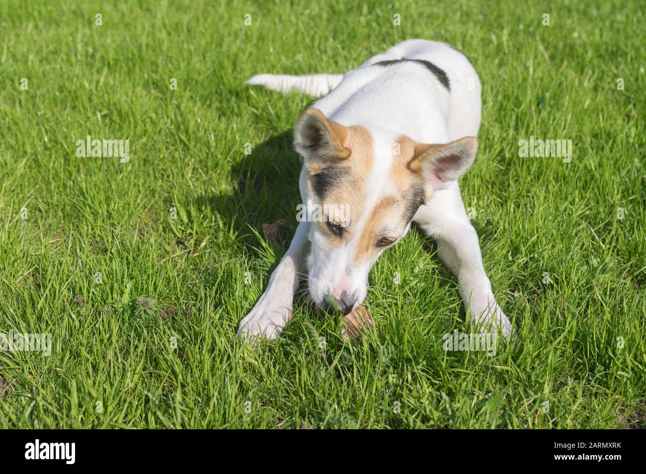 Cross-breed of hunting and northern dog playing with its favorite bone ...