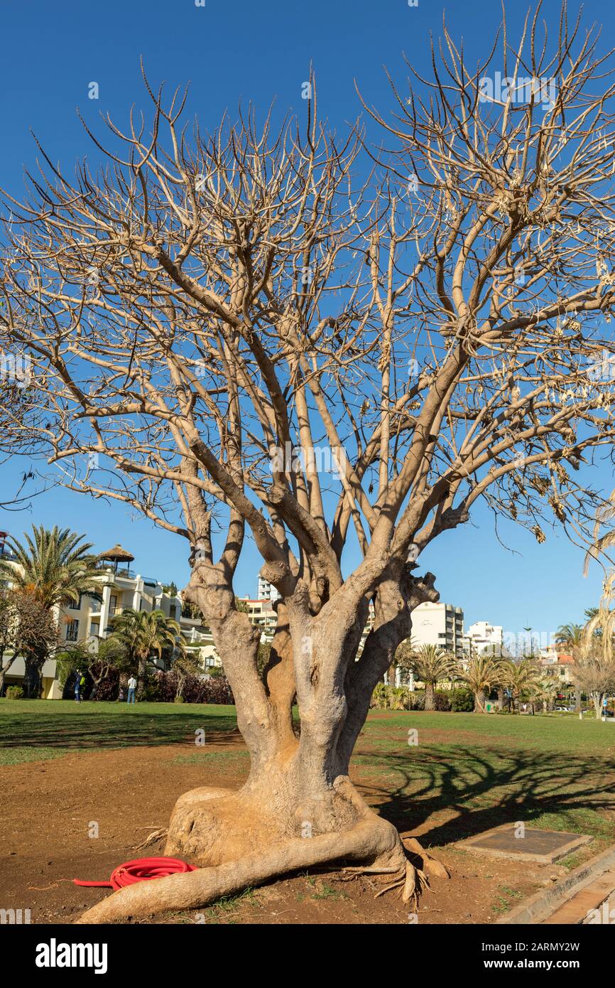 Southern Magnolia, Magnolia grandiflora - old magnolia tree in funchal ...