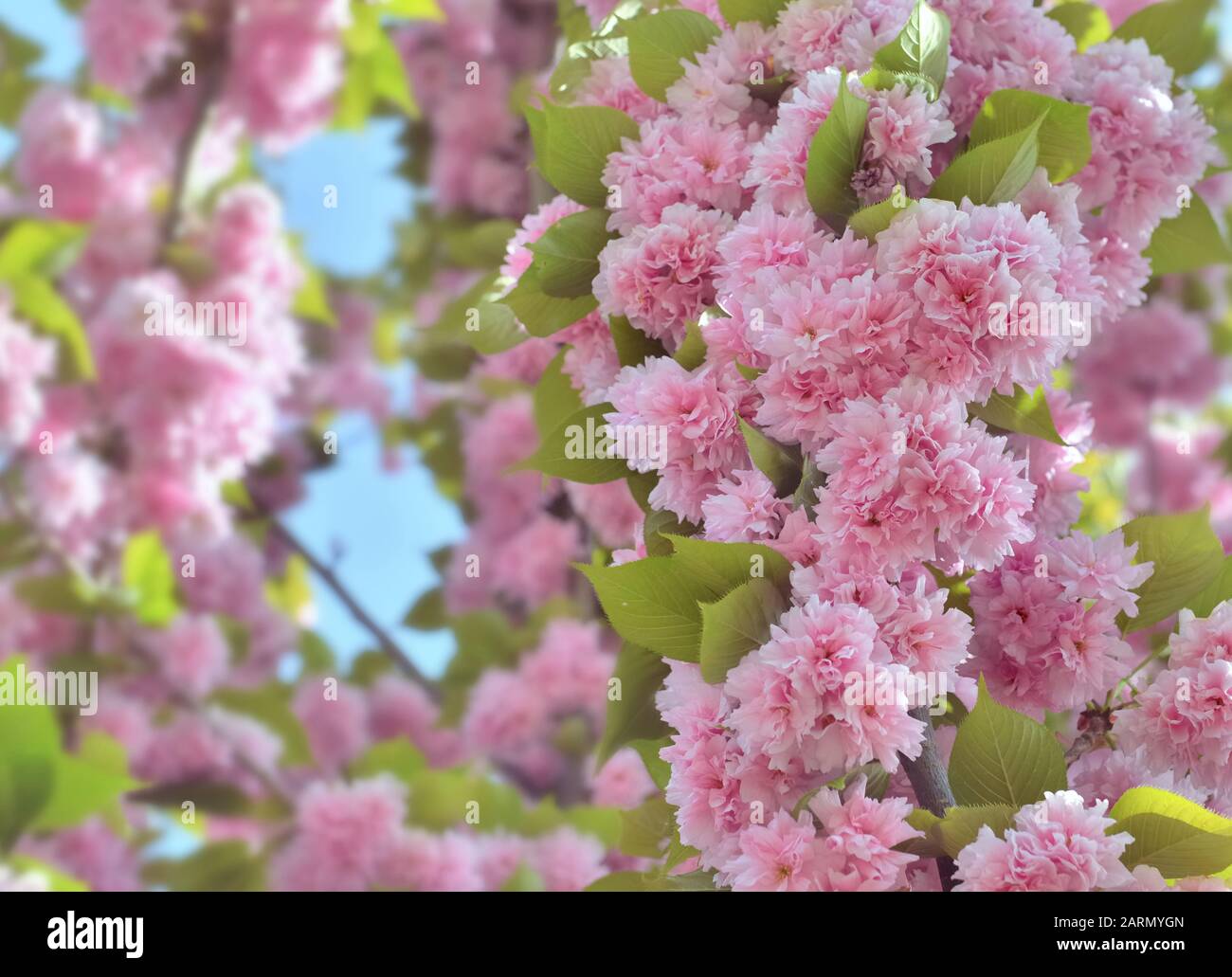 Bouquet of pink flowers on a cherry tree hi-res stock photography and ...