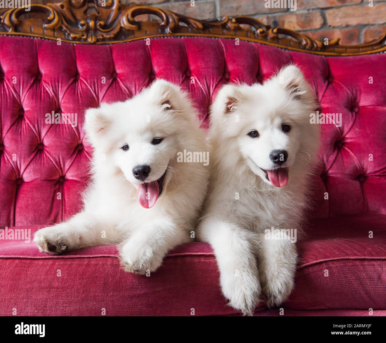 Samoyed dogs on the red luxury couch Stock Photo - Alamy